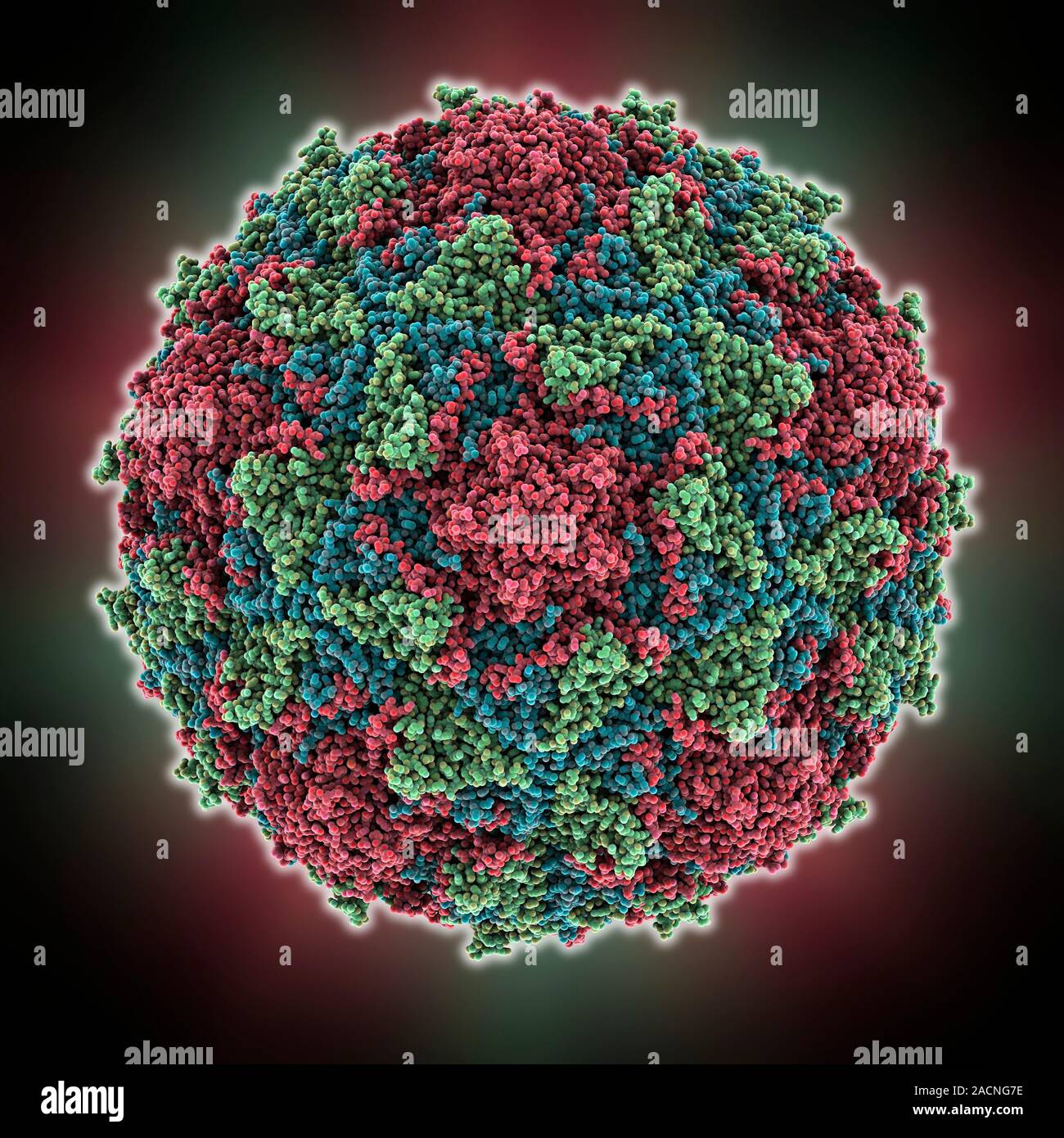 Poliovirus type 3 capsid, molecular model. This enterovirus causes ...