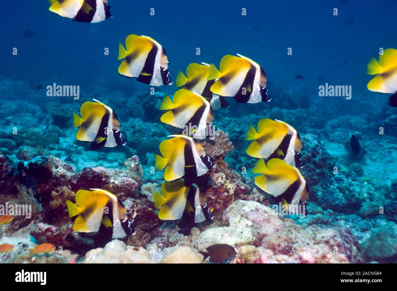 Masked bannerfish (Heniochus monoceros) on a coral reef. Photographed ...