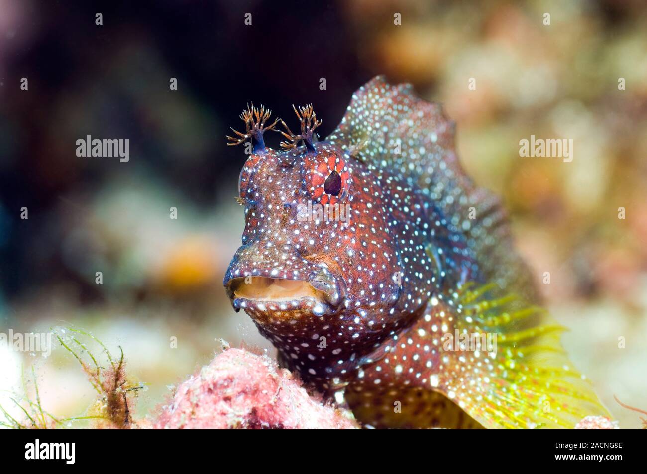 Snowflake blenny (Salarias ramosus) on a reef. Photographed off Rinca ...
