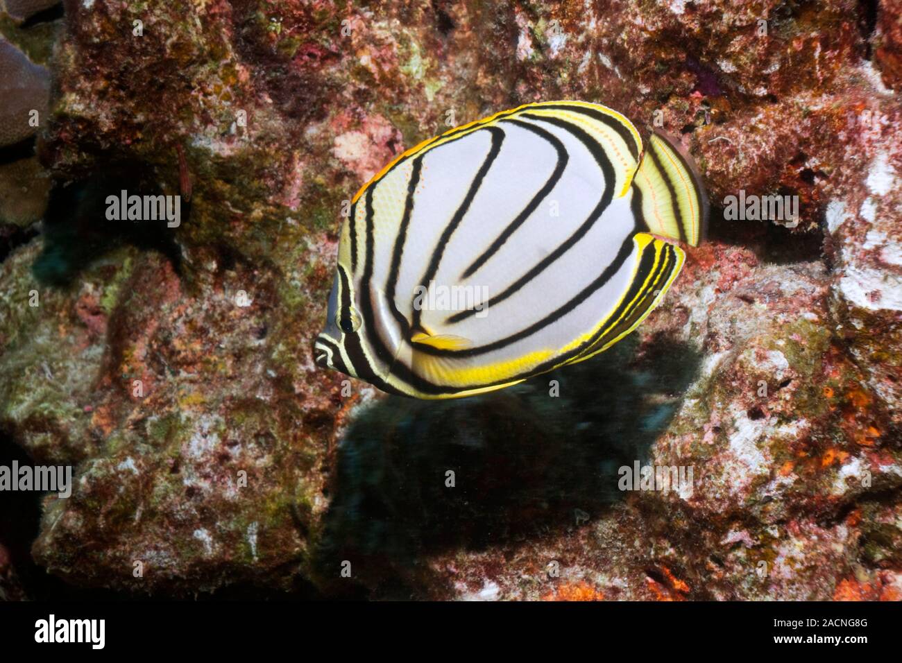Scrawled butterflyfish (Chaetodon meyeri) on a reef. Photographed in ...