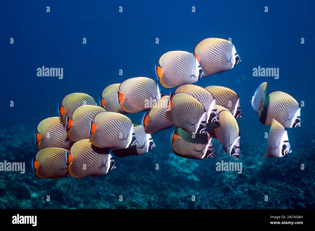 Redtail butterflyfish (Chaetodon collare) over a reef. Photographed in ...