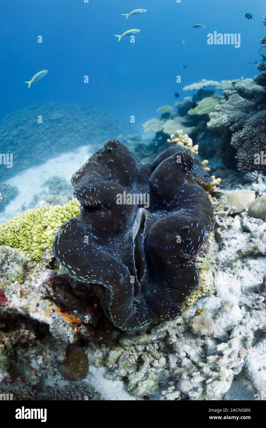 Fluted giant clam (Tridacna squamosa) on a coral reef. Photographed in ...