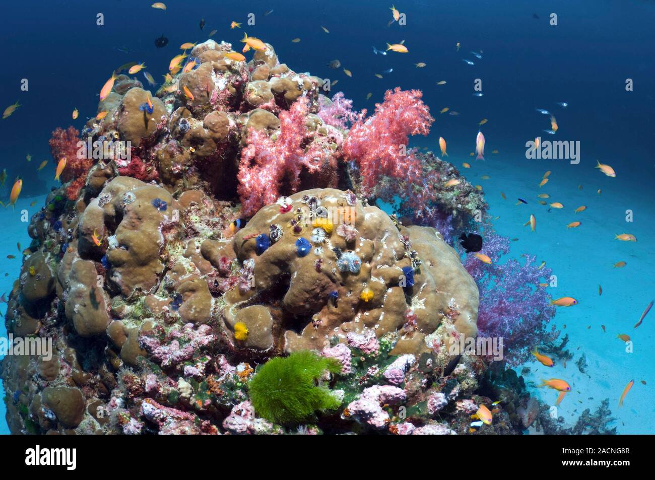 Coral reef. Fish swimming around soft corals (order Alcyonacea) and ...