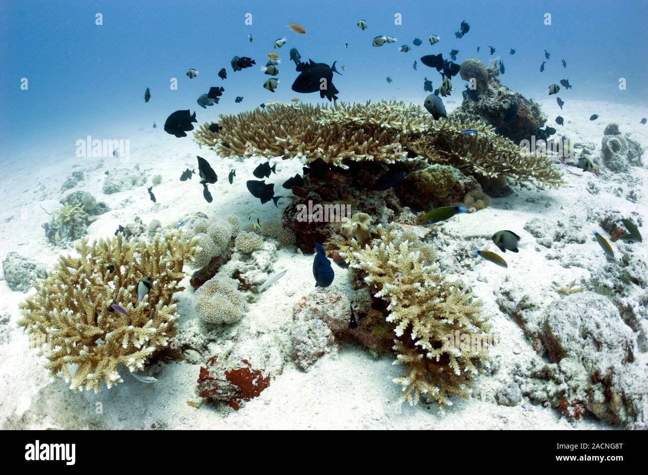 Fish on a reef. Triggerfish (family Balistidae) swimming over Acropora ...