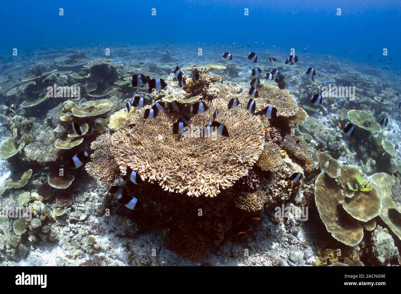 Black pyramid butterflyfish (Hemitaurichthys zoster) swimming over ...