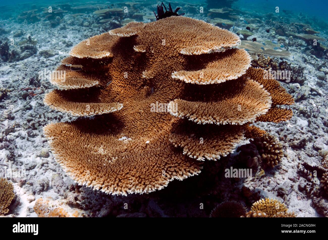 Table coral. Acropora sp. coral on a reef. Photographed in the Maldives ...