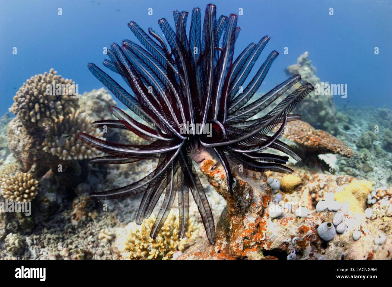 Featherstar (Himerometra robustipinna) on a reef. Featherstars are ...