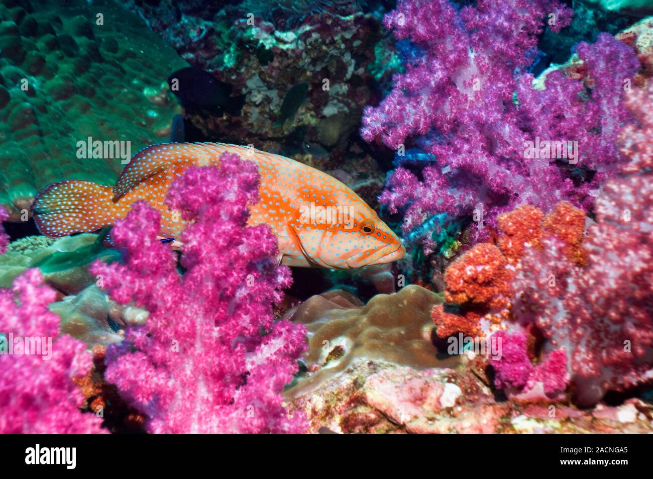 Coral hind (Cephalopholis miniata) grouper on a coral reef. Photographed in the Andaman Sea ...