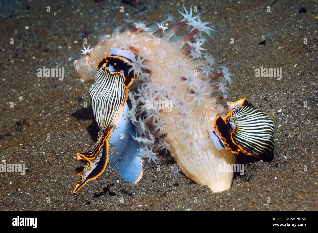 Nudibranchs on a sea pen. Nudibranch (Armina sp.) sea slugs feeding on ...