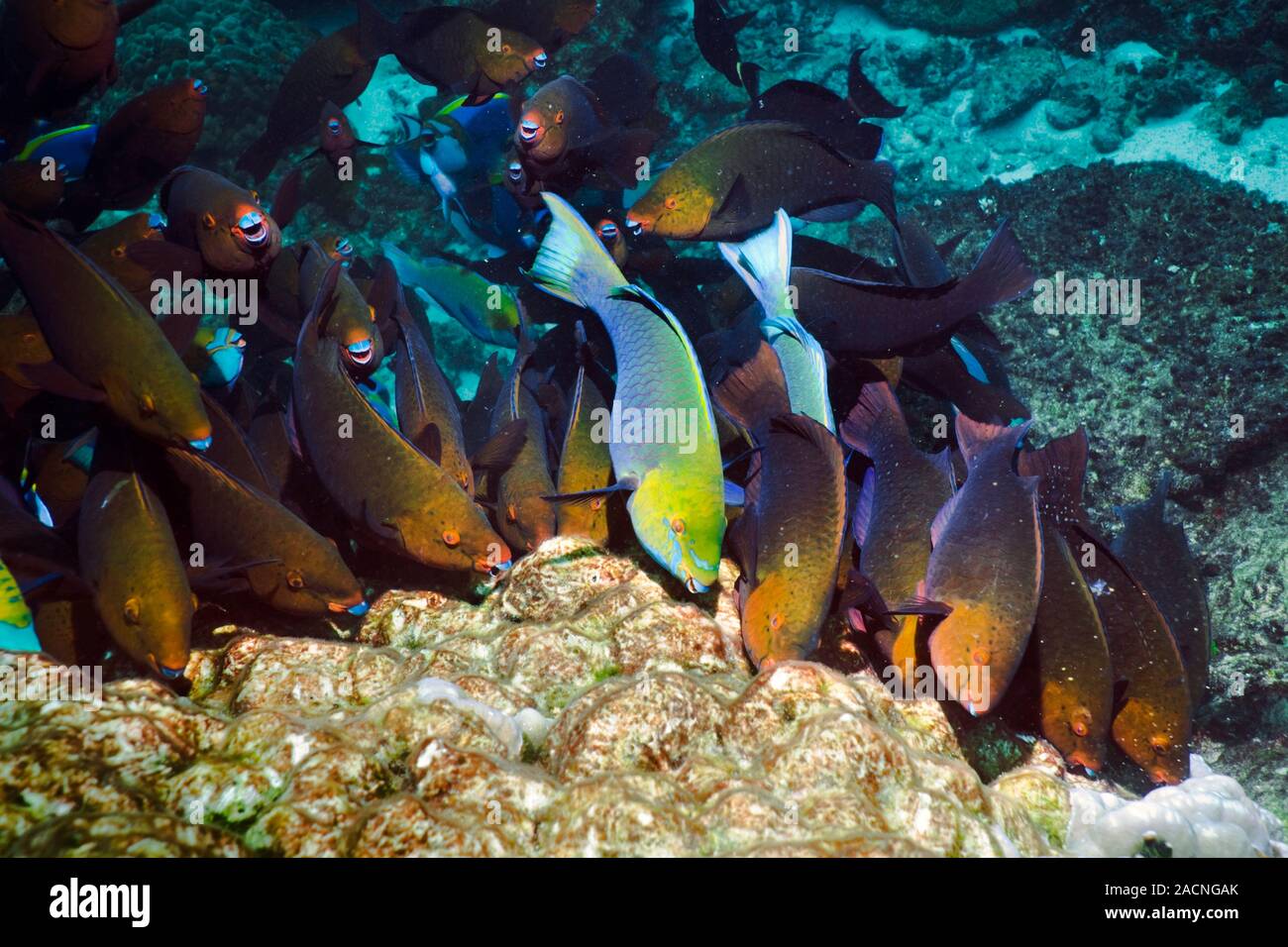 Parrotfish feeding on a reef. School of male (bright) and female (dark ...