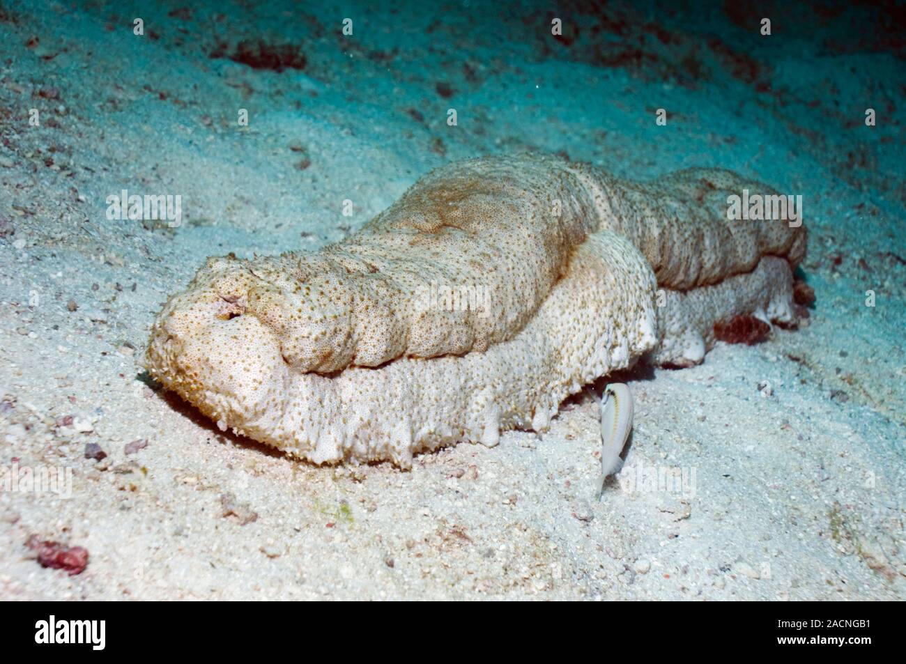 Prickly redfish (Thelenota ananas) sea cucumber. Sea cucumbers are ...