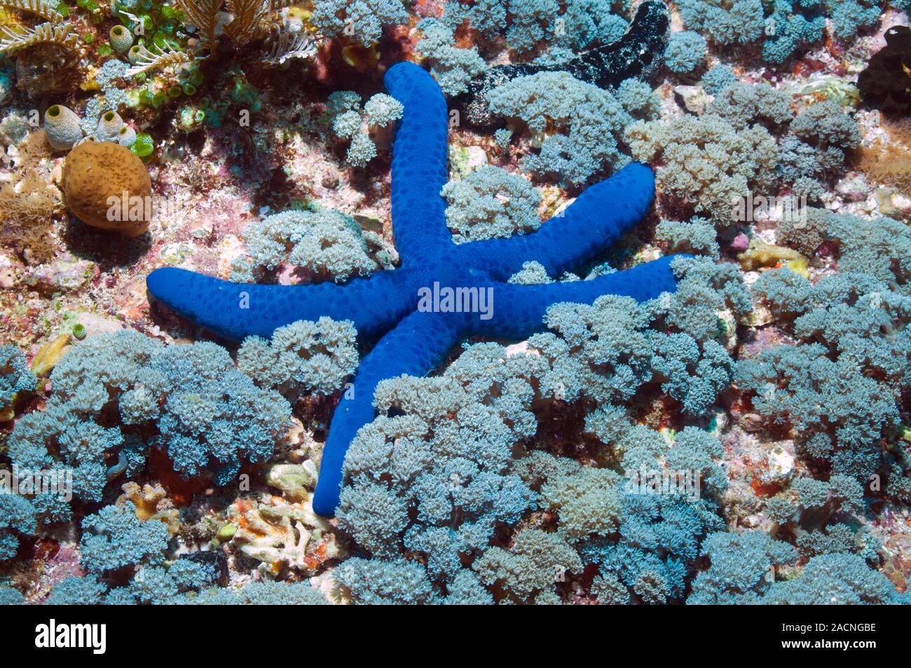 Blue linckia (Linckia laevigata) starfish on a coral reef. Starfish ...