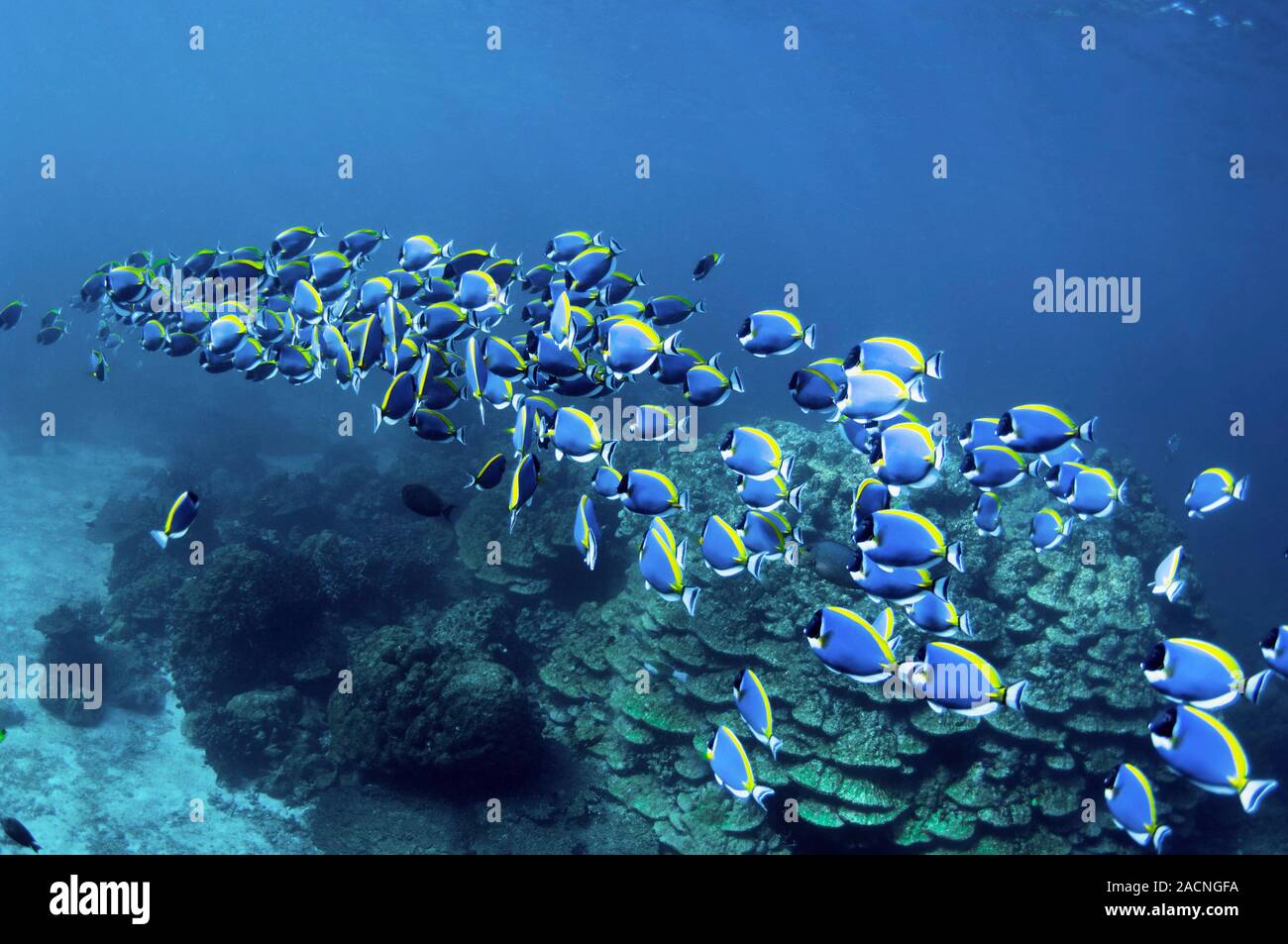 Powder blue tangs. Shoal of powder blue tangs (Acanthurus leucosternon ...