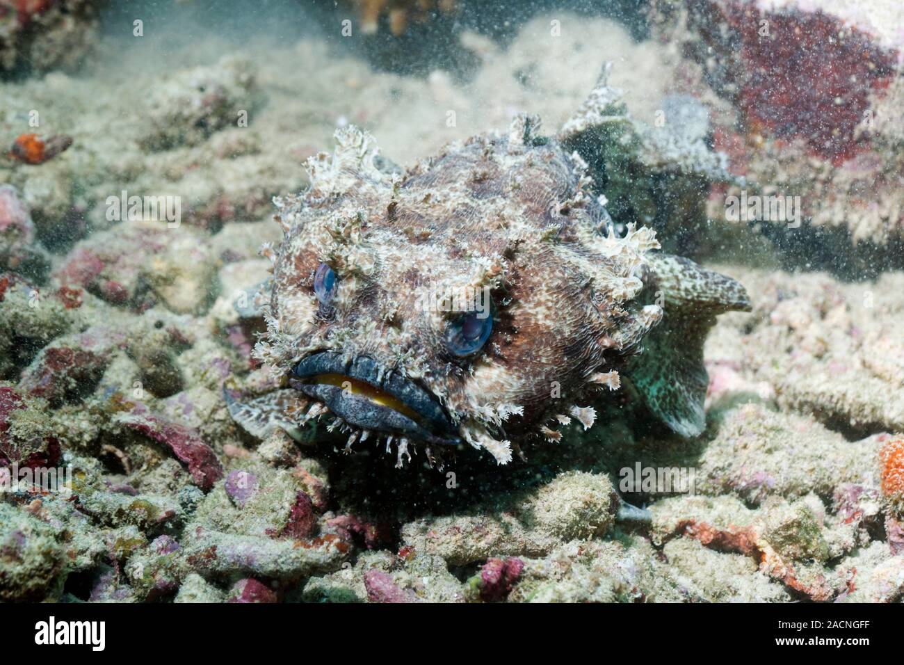 Banded toadfish (Halophryne diemensis) on a coral reef. This bottom ...