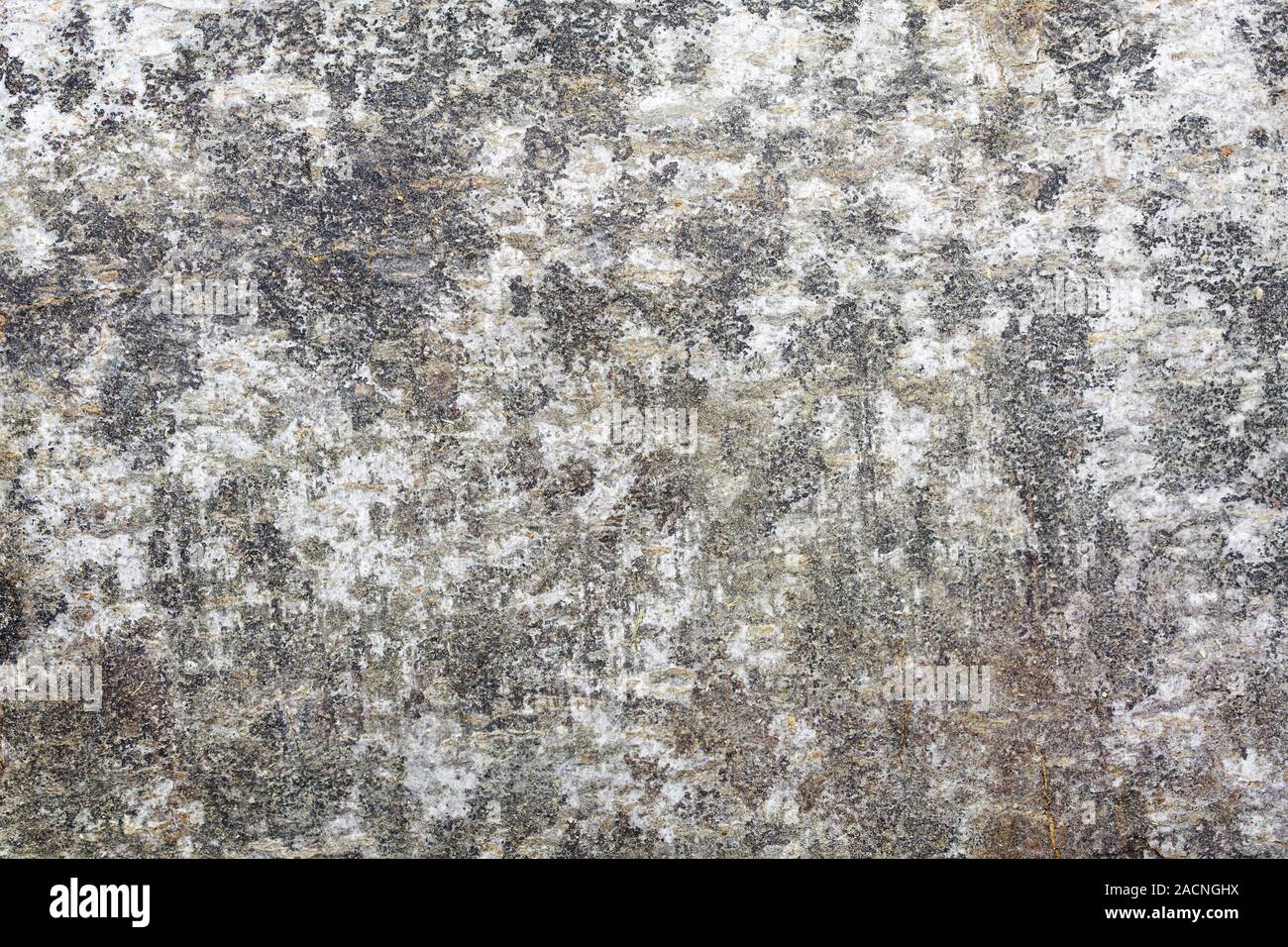 Beech bark as background Stock Photo - Alamy