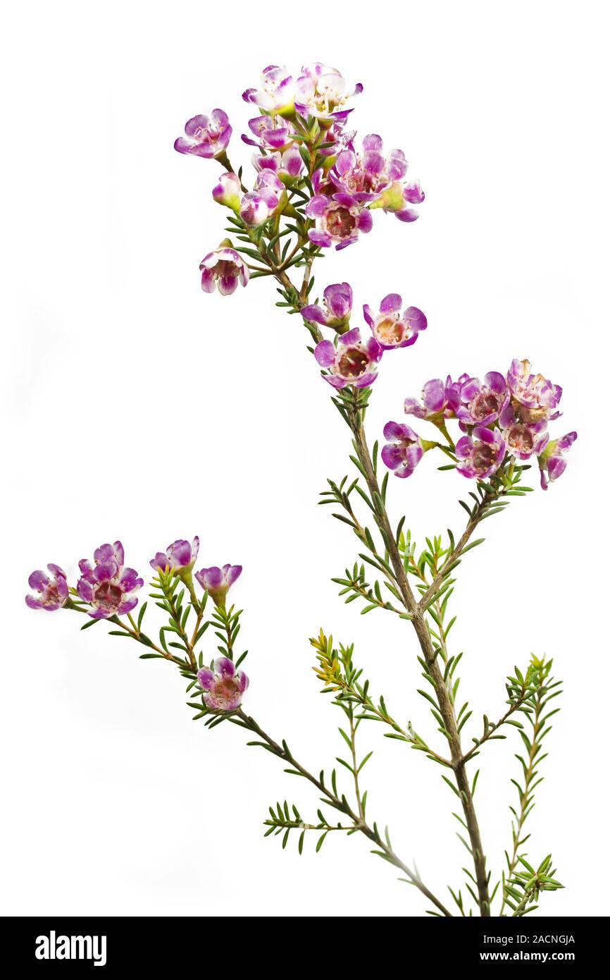 Chamelaucium hi-res stock photography and images - Alamy
