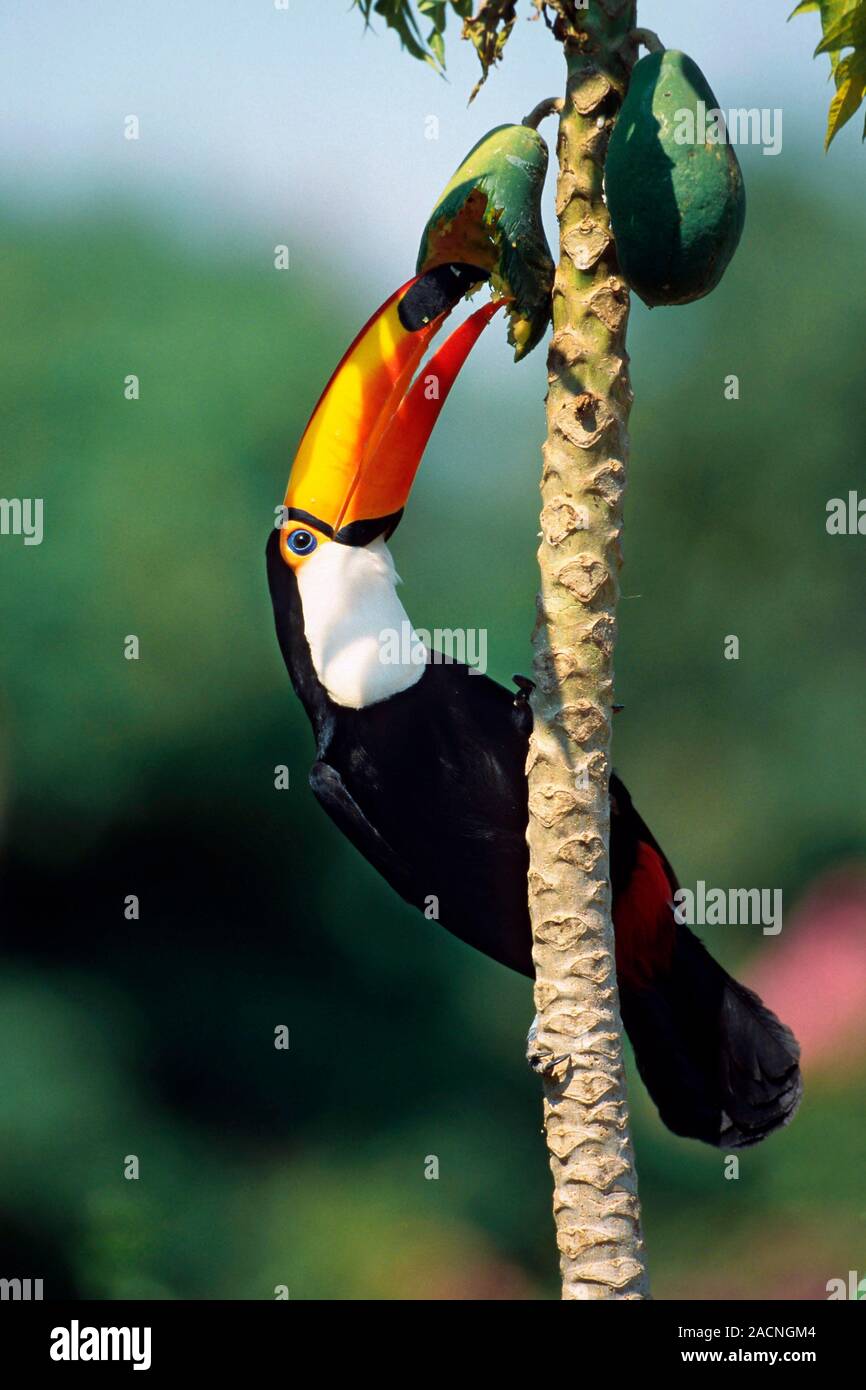 Toco toucan eating fruit. The toco toucan (Ramphastos toco) is the ...