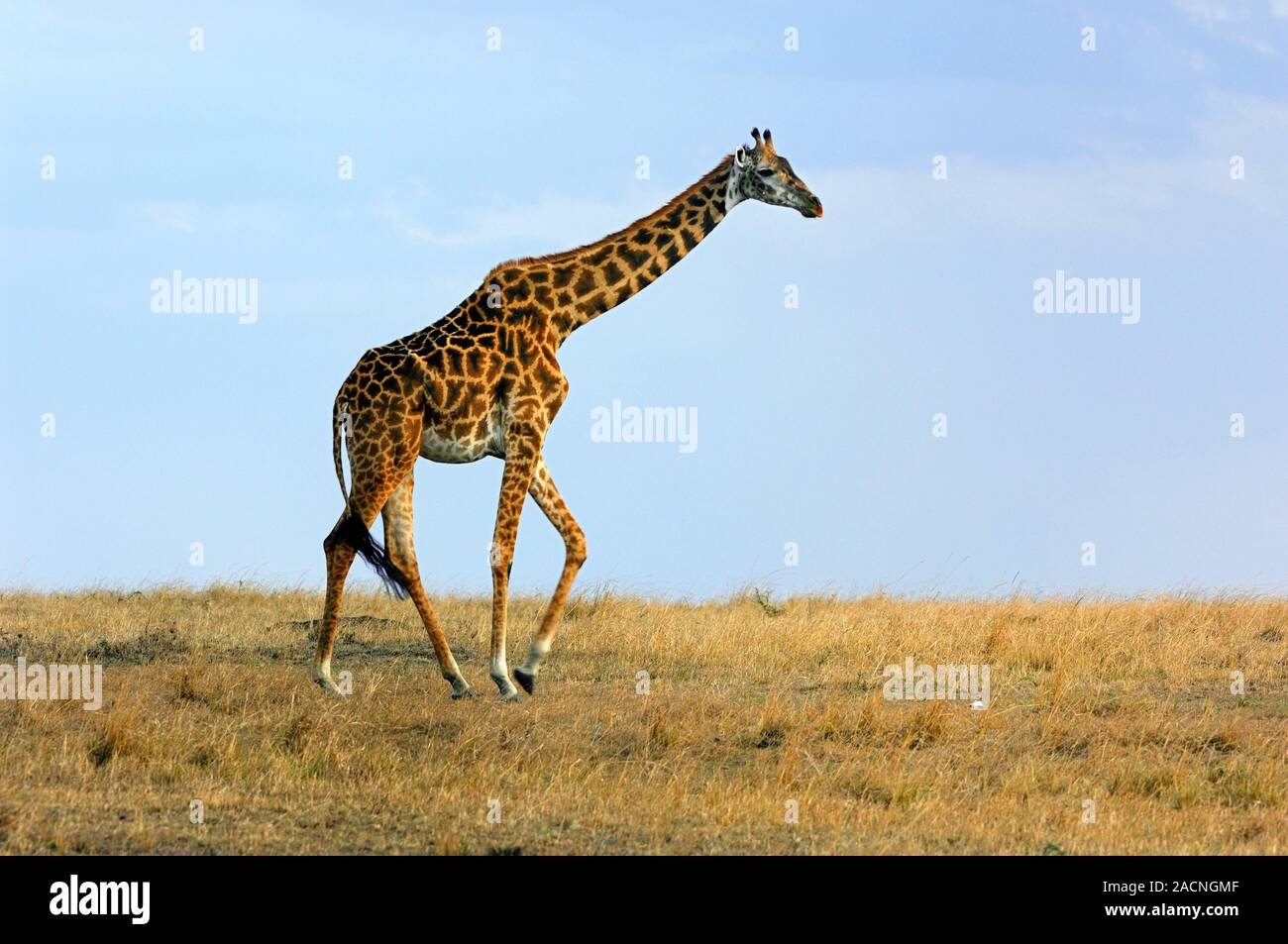 Maasai giraffe walking across a grassy plain. The maasai giraffe ...
