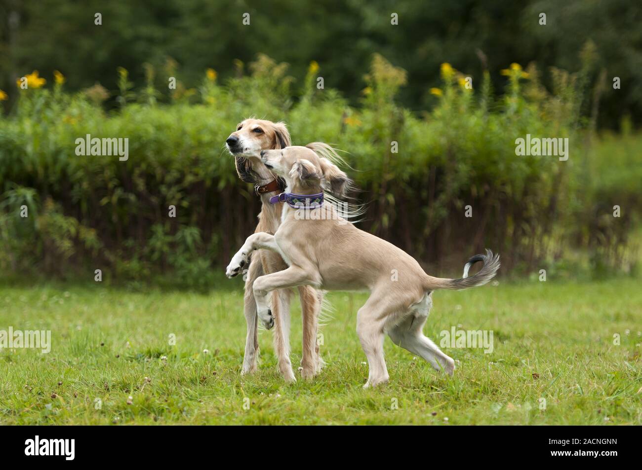 Obedience saluki hi-res stock photography and images - Alamy