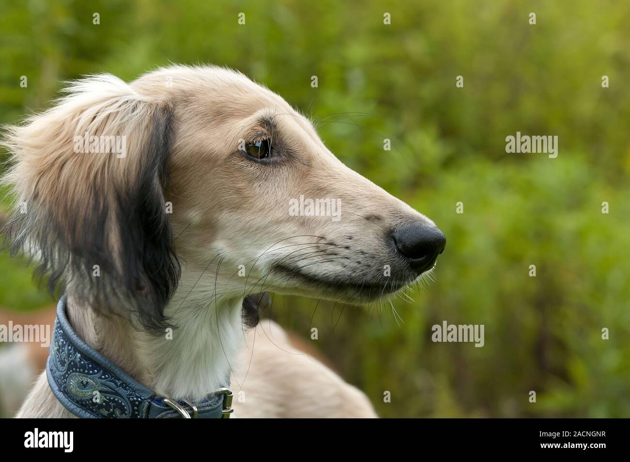 Saluki Run High Resolution Stock Photography and Images - Alamy