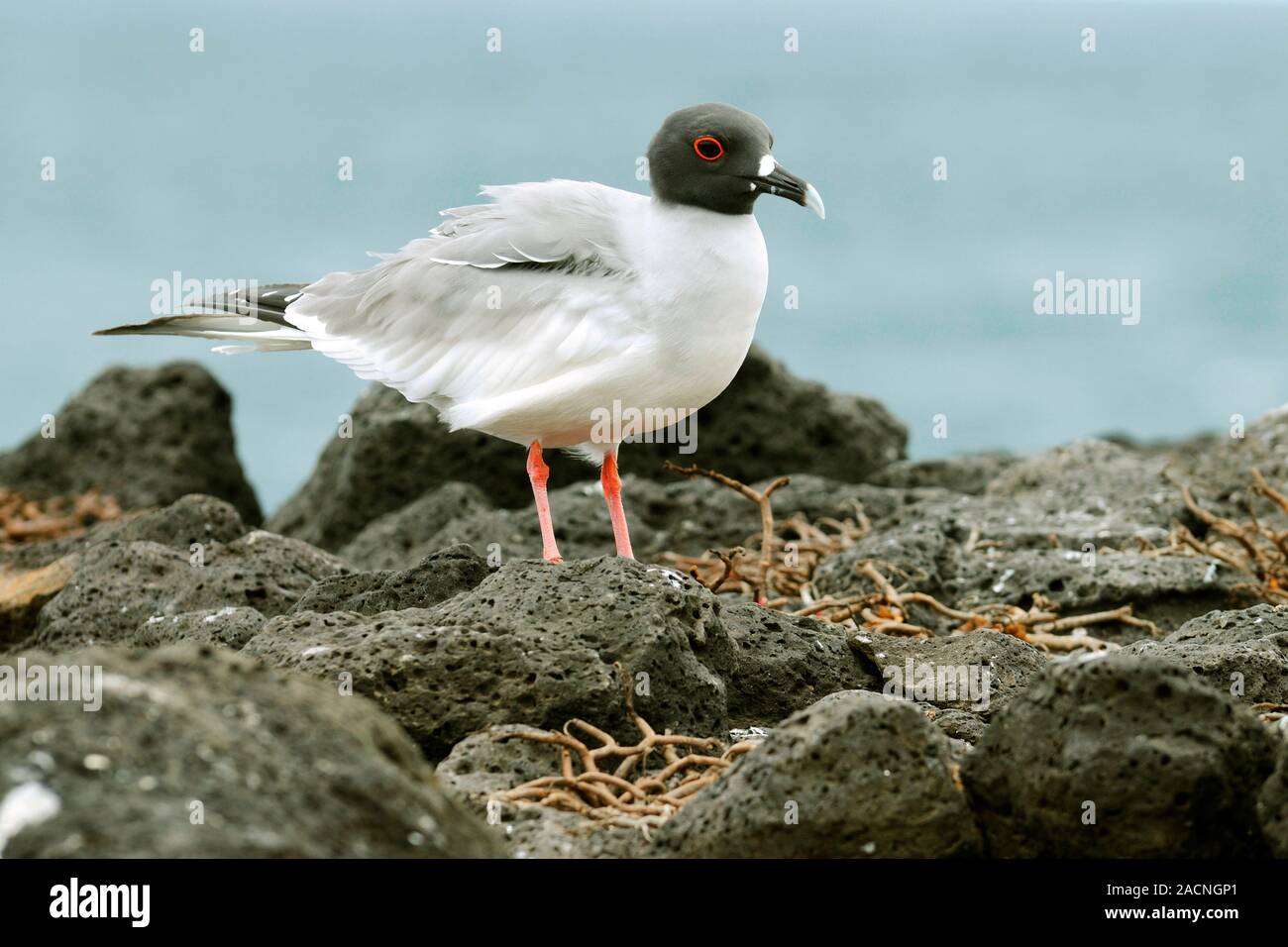 Swallow-tailed gull on rocks. Swallow-tailed gulls (Creagrus furcatus) live only on and around ...