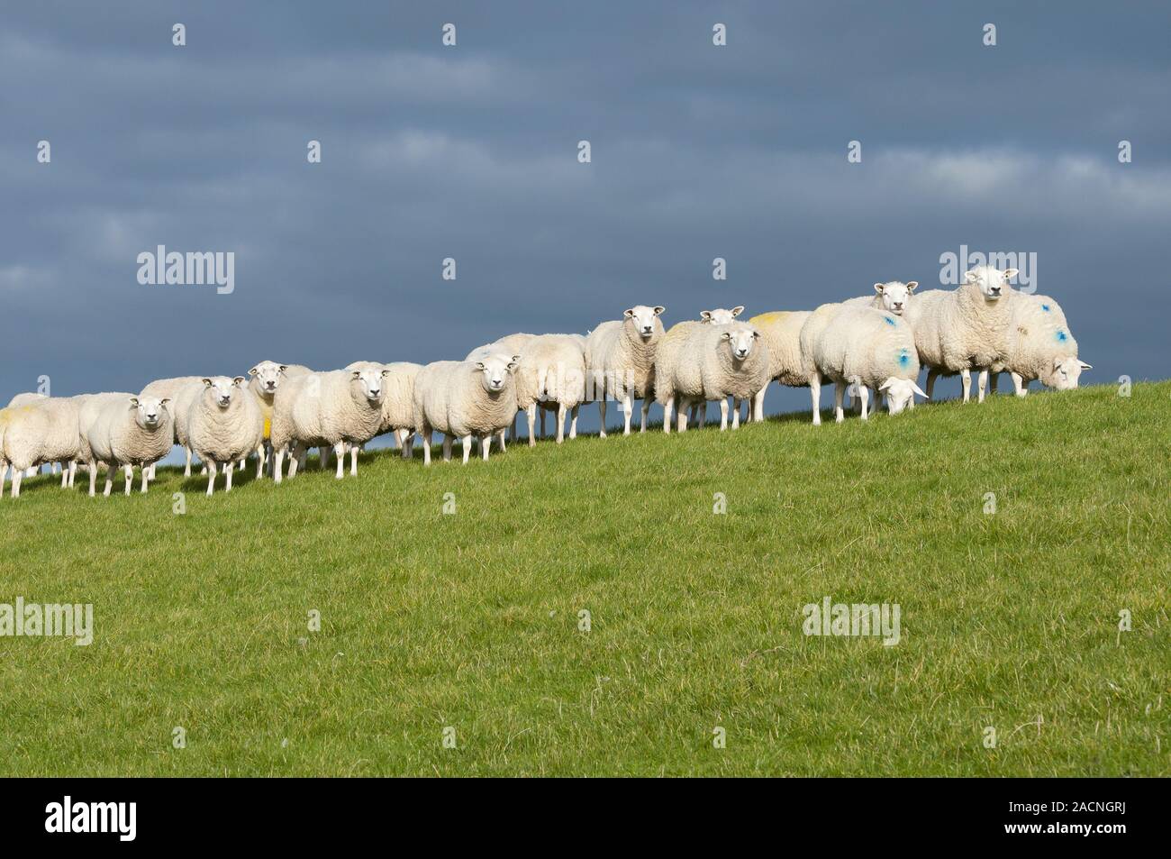 Outdoor sheep hi-res stock photography and images - Alamy