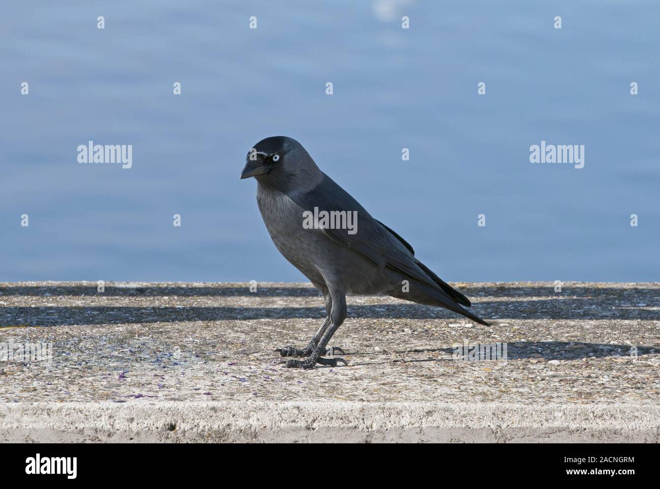 Raven bird hi-res stock photography and images - Alamy