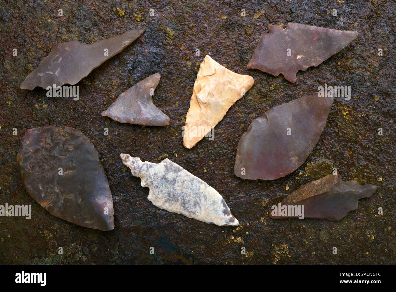 Neolithic arrow heads from the western Sahara region, approximately 6000 years old Stock Photo ...