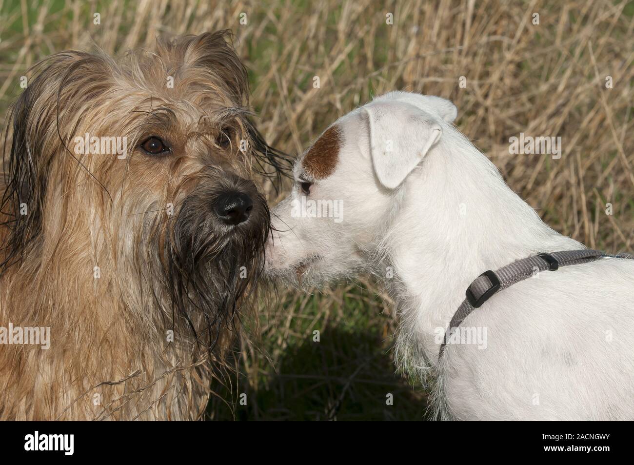 Hybrid dogs puppies hi-res stock photography and images - Alamy