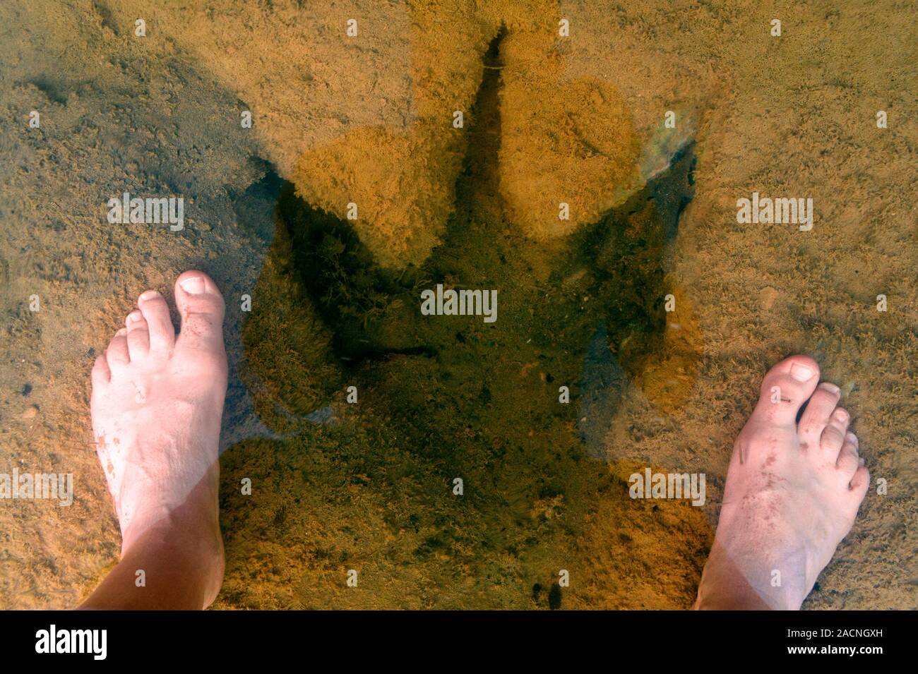 Dinosaur footprint in the Paluxy River, Texas, USA. These footprints ...