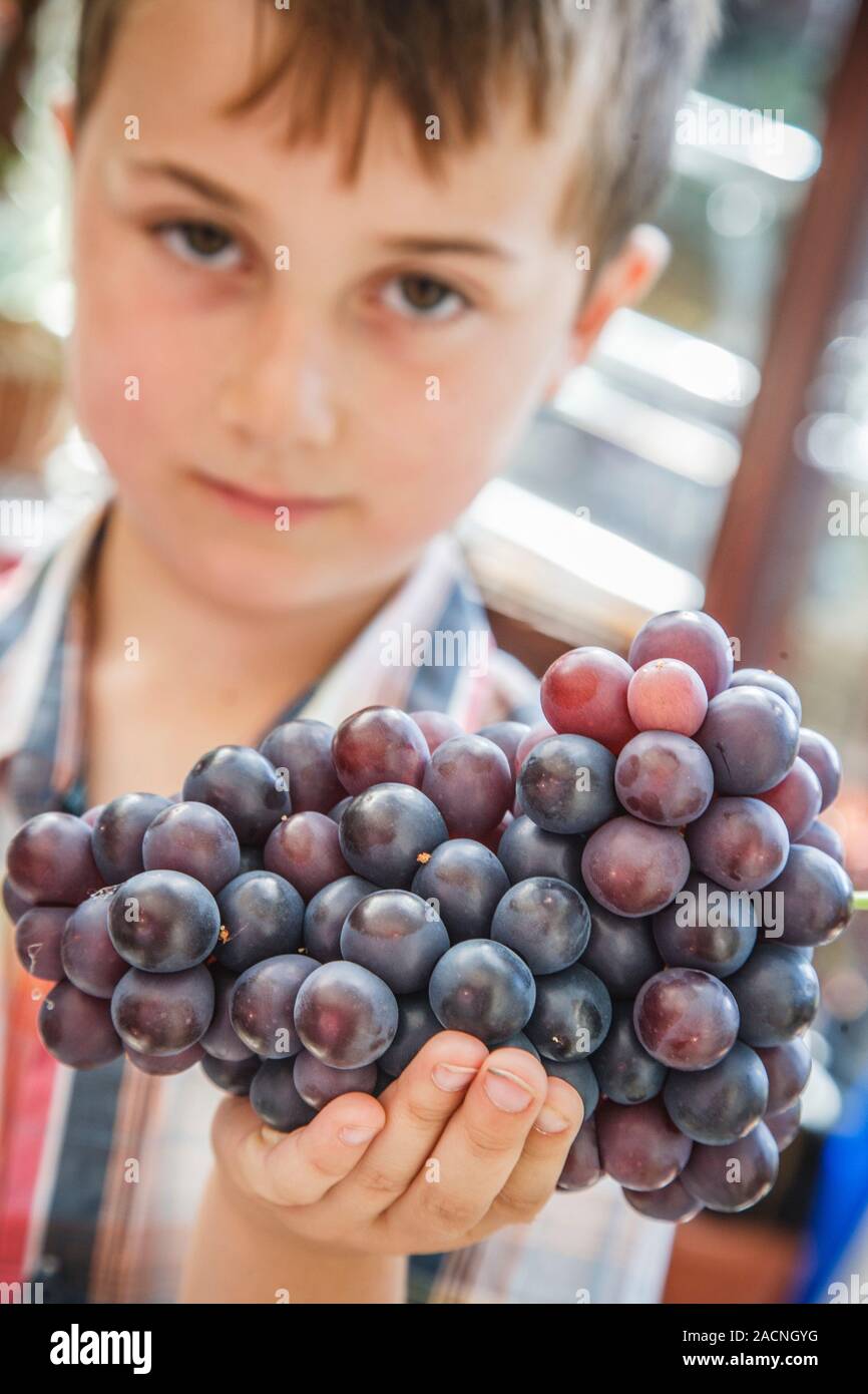 Six year old boy holding freshly cut grapes that have been grown in a ...