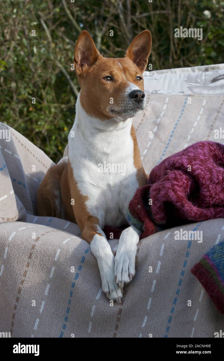 Basenji dog sitting hi-res stock photography and images - Alamy