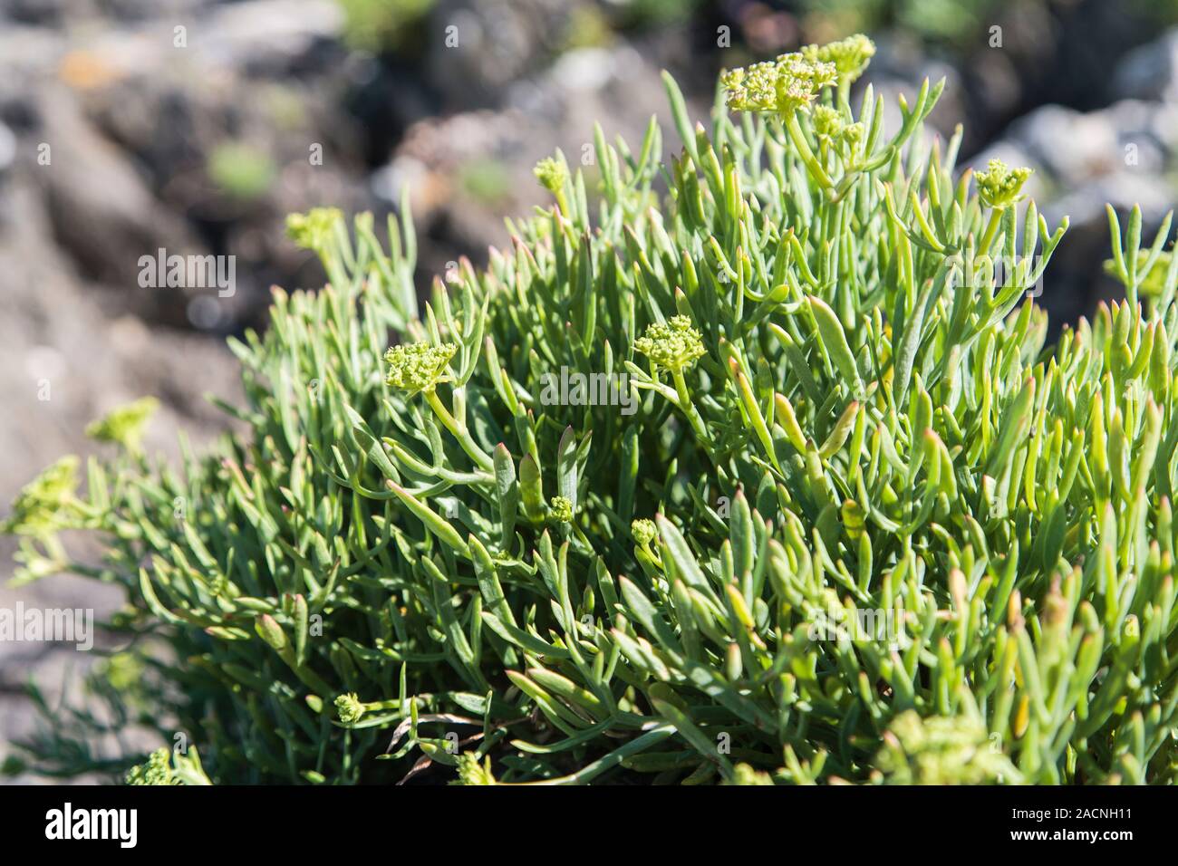 Rock samphire (Crithmum maritimum). This coastal plant is edible Stock ...