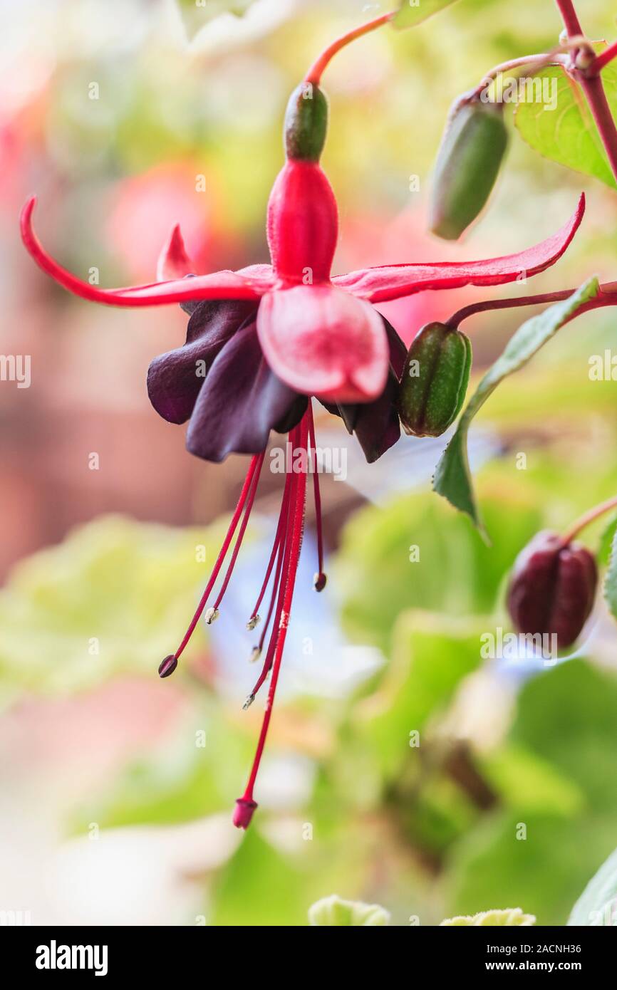 Fuchsia 'Blacky' flower. Photographed in the UK Stock Photo - Alamy