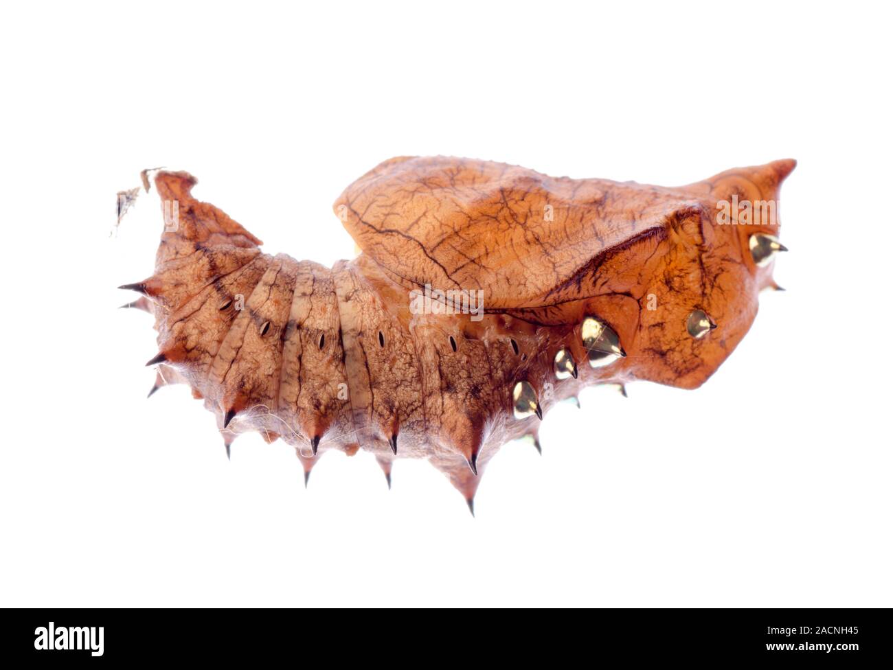 Indian fritillary butterfly cocoon. Larva of an Indian fritillary ...