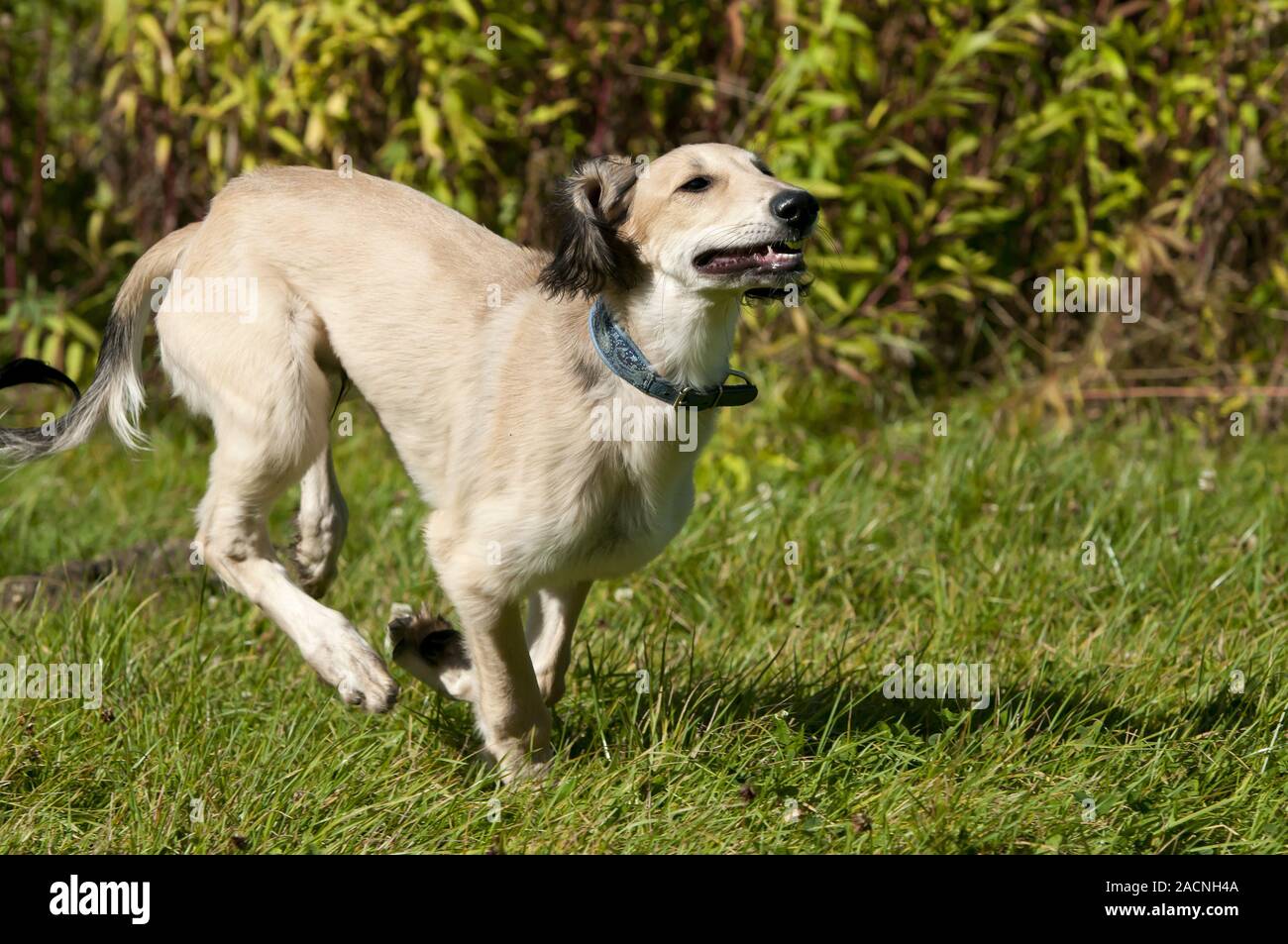Dressage of dog hi-res stock photography and images - Alamy