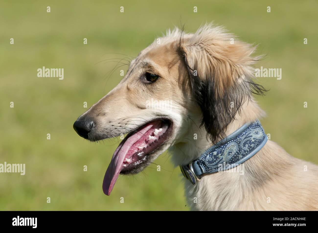 Saluki hi-res stock photography and images - Alamy