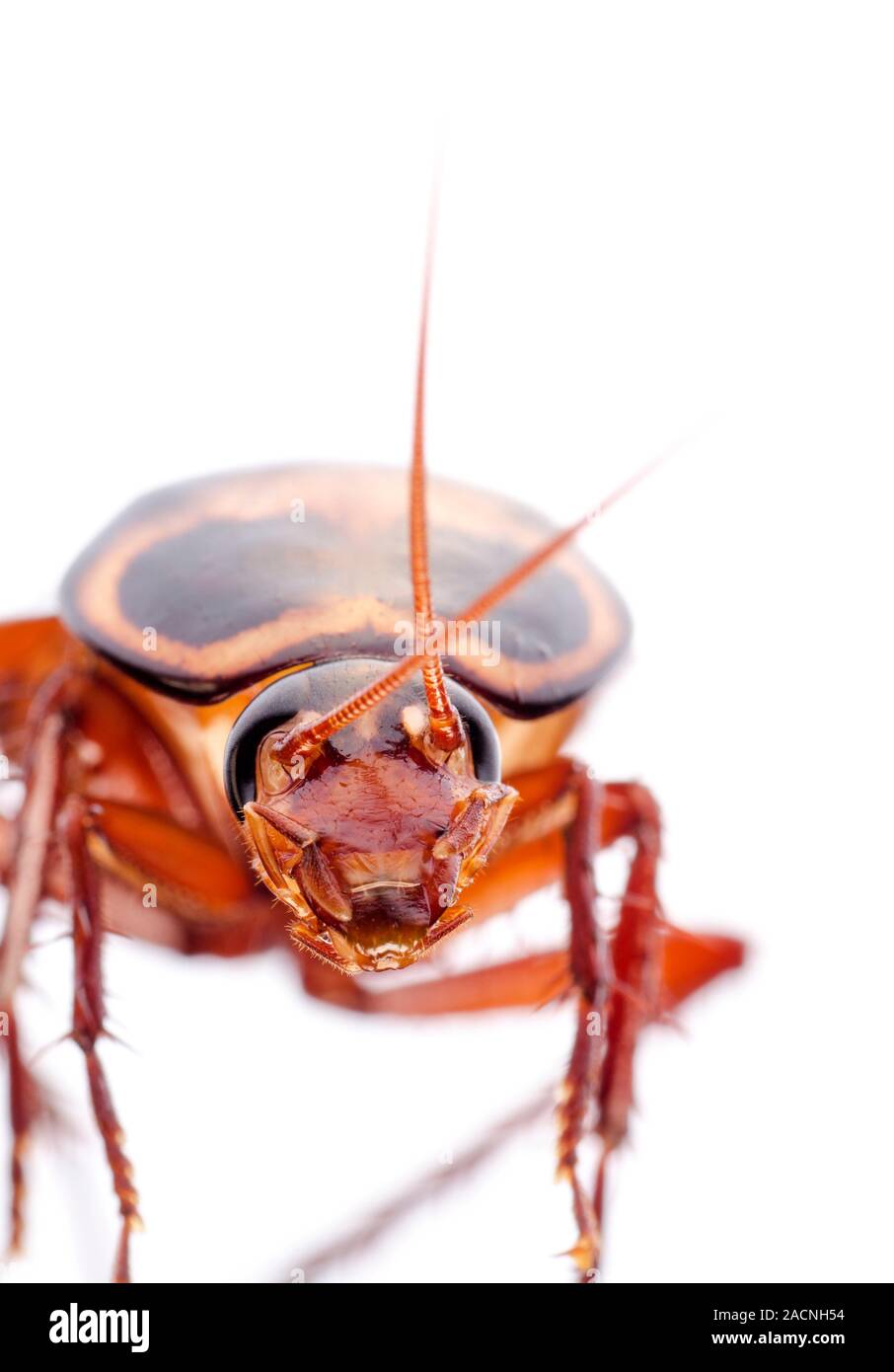 Australian cockroach. Close-up of the head of a dead Australian ...
