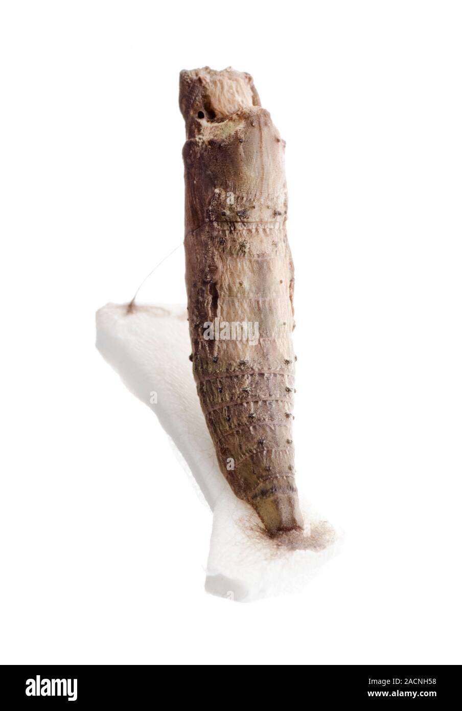 Common mime butterfly cocoon. Larva of a common mime (Chilasa clytia ...