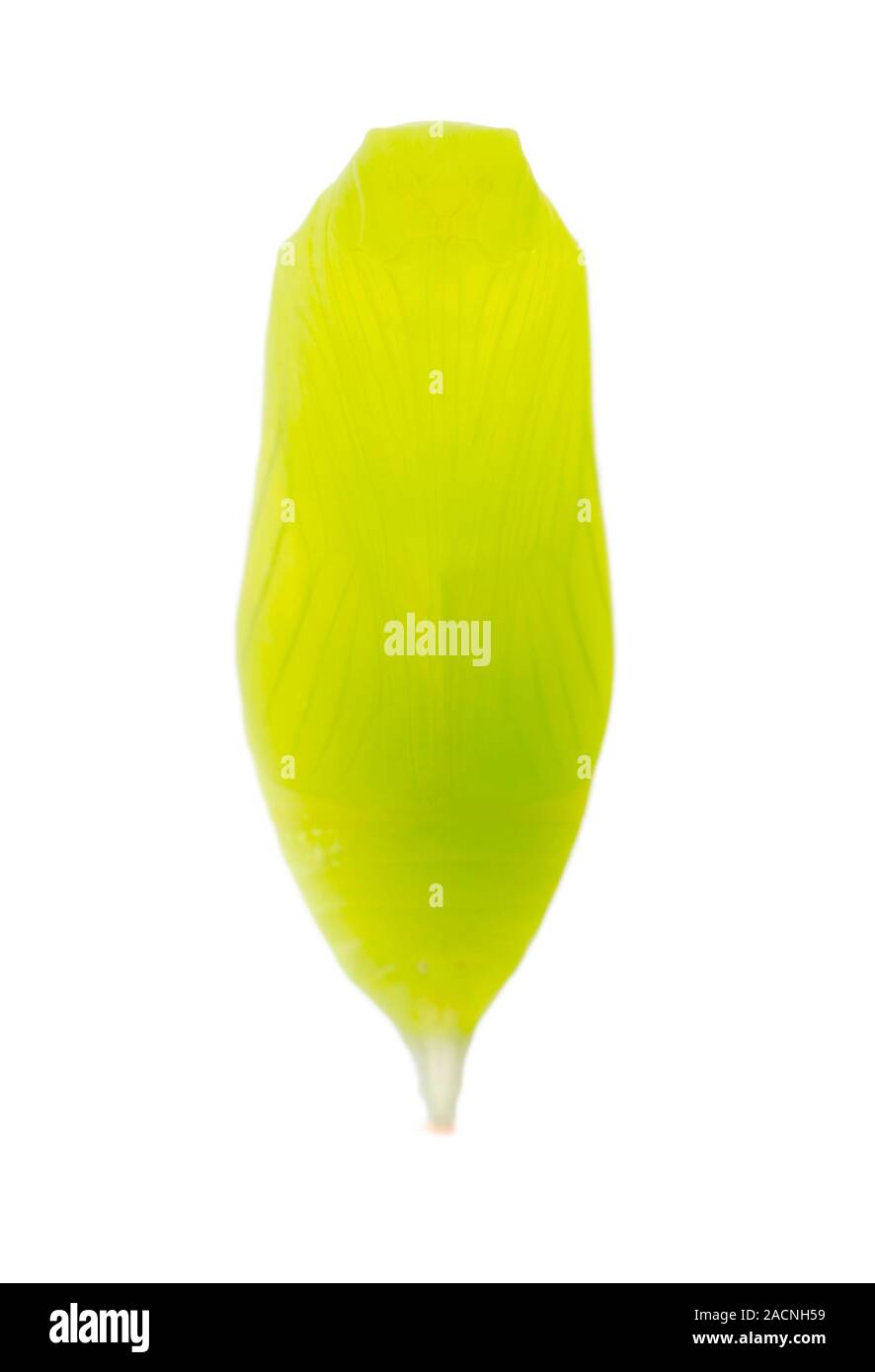 Common evening brown butterfly cocoon. Larva of a common evening brown ...