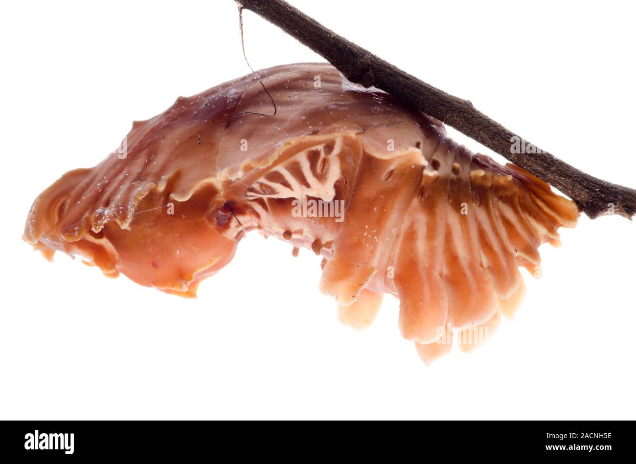 Chinese windmill butterfly cocoon. Larva of a Chinese windmill (Byasa ...