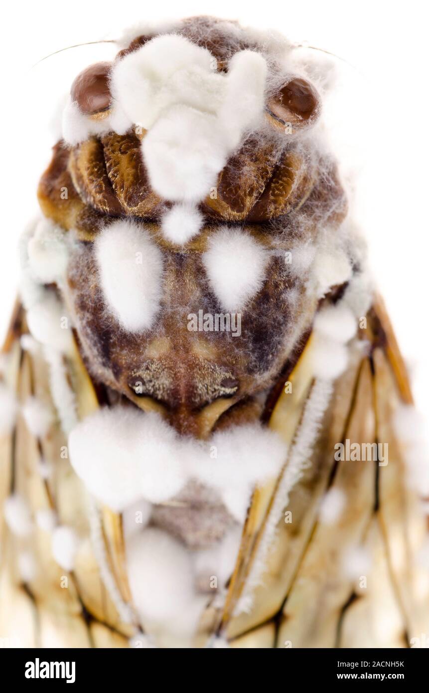 Cicada infected with fungus. Close-up of a dead cicada (family ...