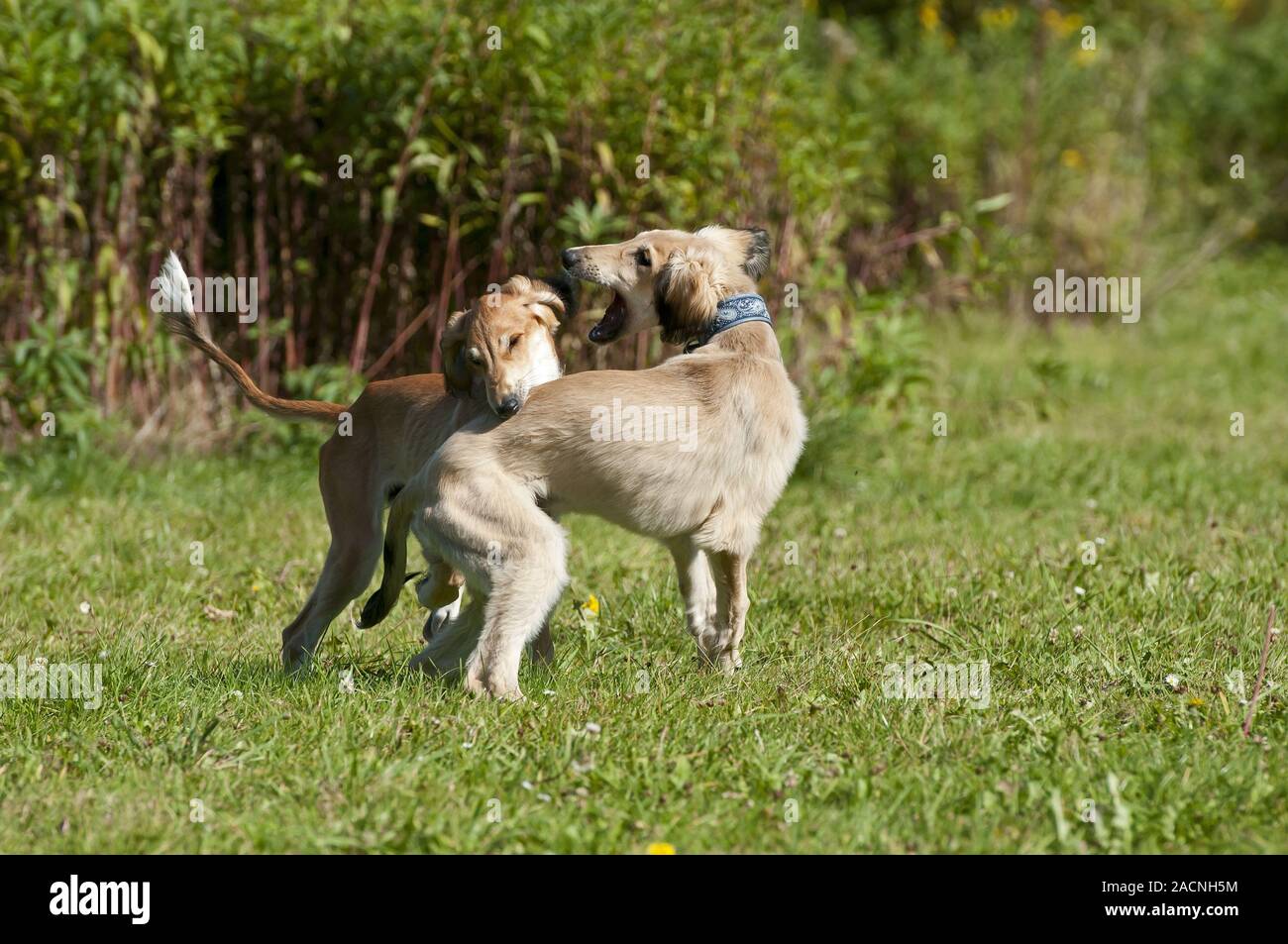 Saluki Dog High Resolution Stock Photography and Images - Alamy