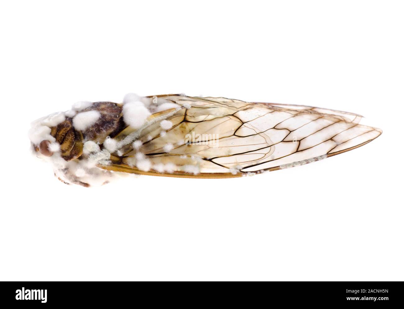 Cicada infected with fungus. Dead cicada (family Cicadidae) that has ...
