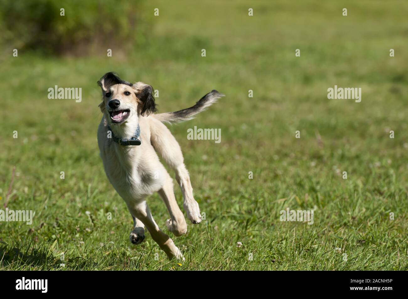 Saluki dog hi-res stock photography and images - Alamy