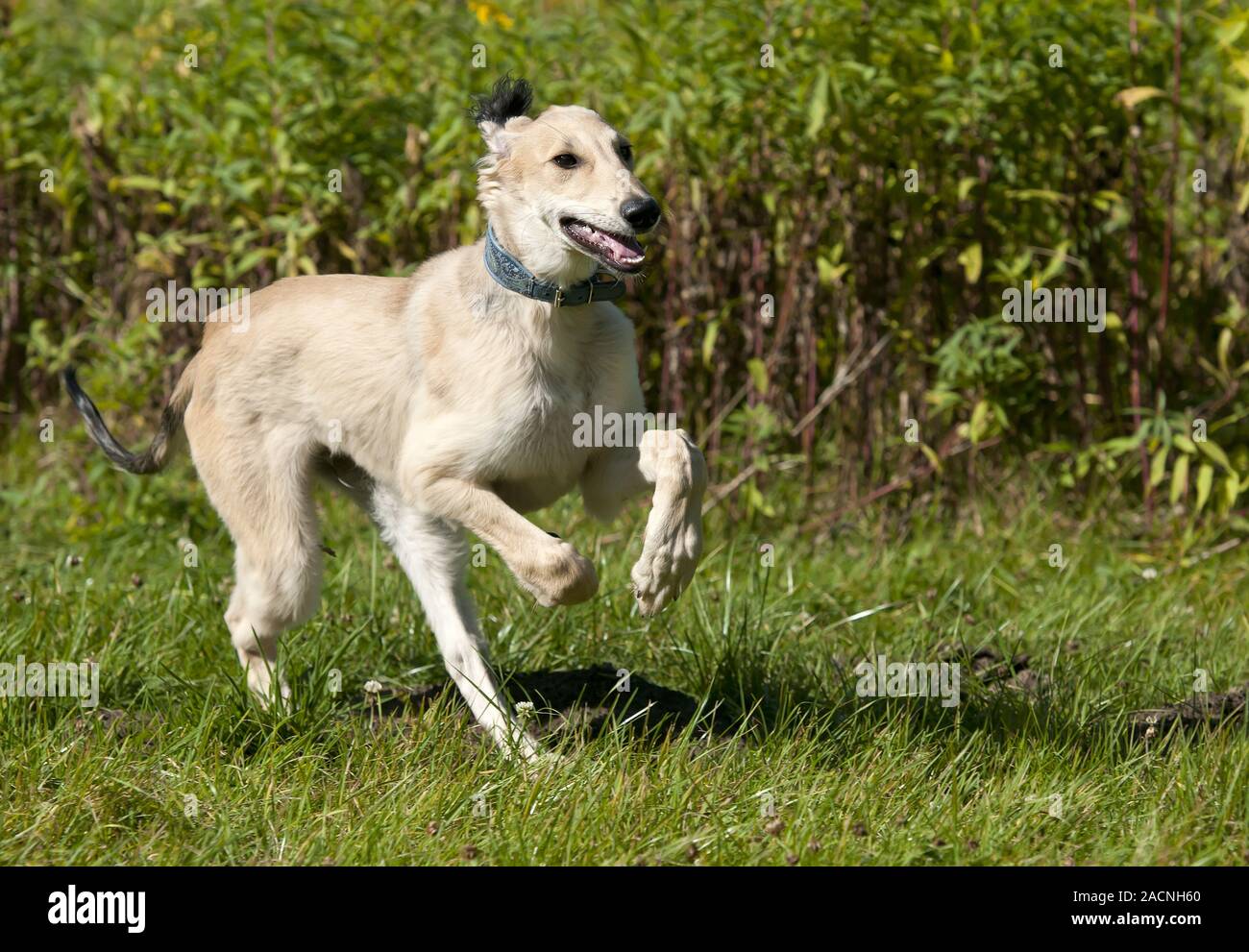 School dog show hi-res stock photography and images - Alamy