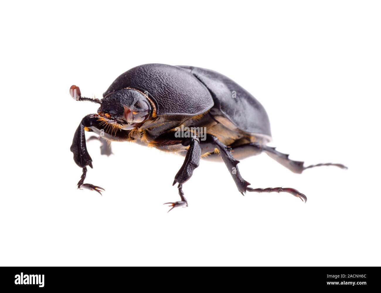 Siamese rhinoceros beetle. Female Siamese rhinoceros beetle (Xylotrupes ...