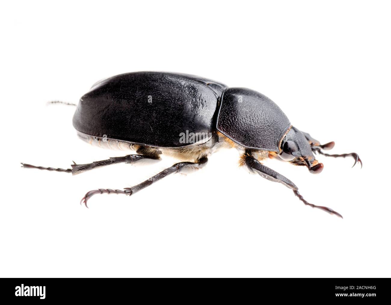 Siamese rhinoceros beetle. Female Siamese rhinoceros beetle (Xylotrupes ...