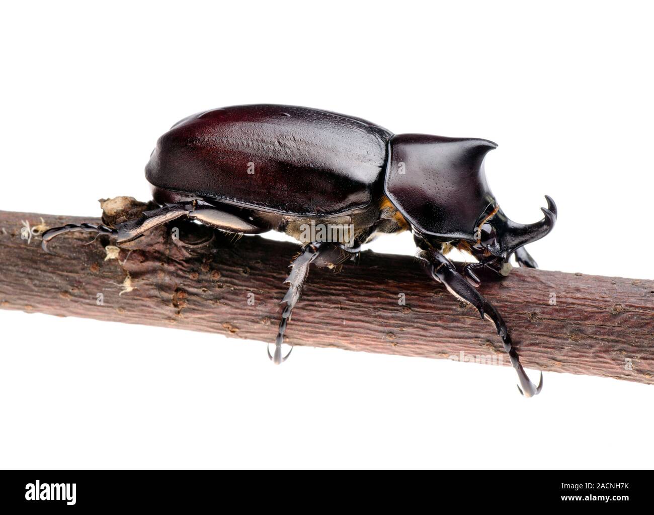 Siamese rhinoceros beetle. Male Siamese rhinoceros beetle (Xylotrupes ...