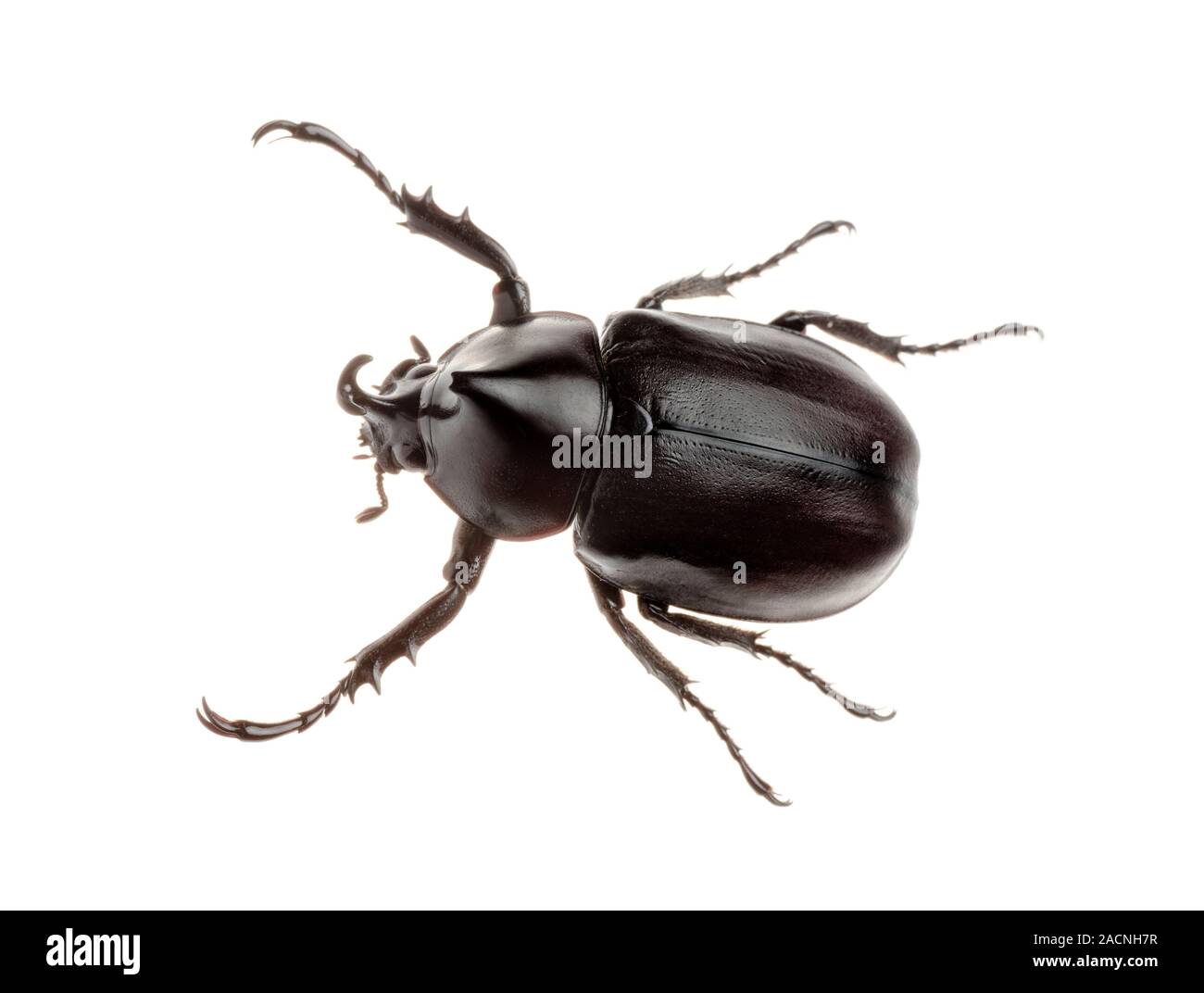 Siamese rhinoceros beetle. Male Siamese rhinoceros beetle (Xylotrupes ...